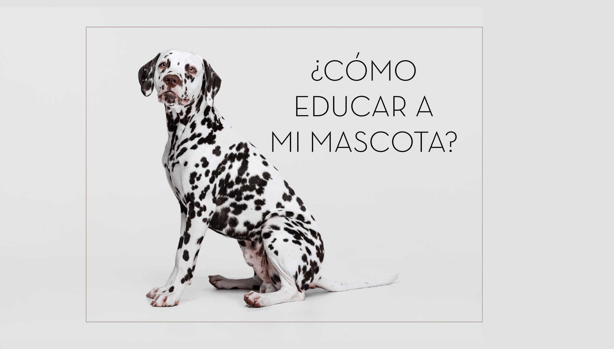 ¿Cómo educar a mi mascota? | Country Magazine